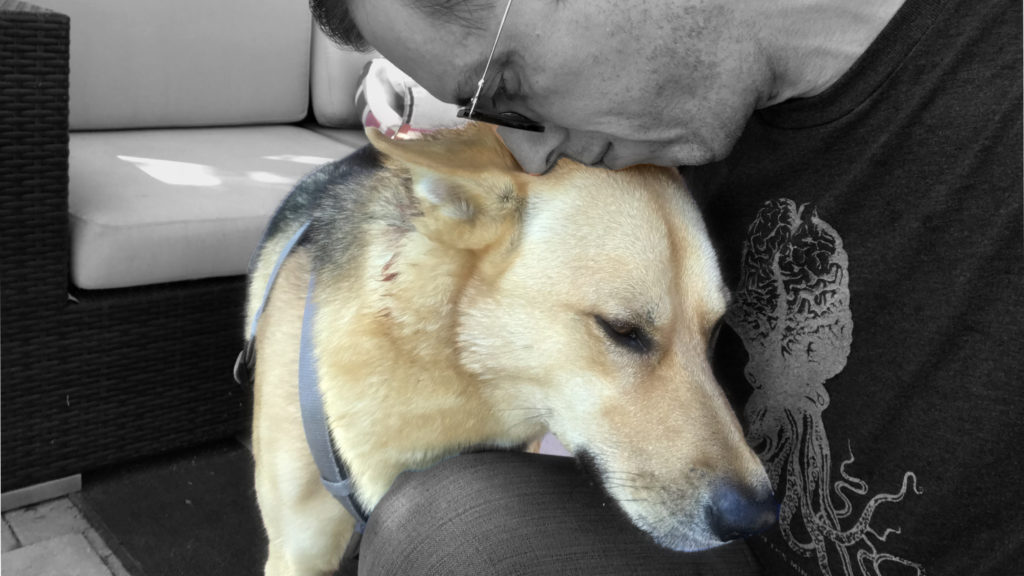 Love letter to a stray dog - moriartys.net